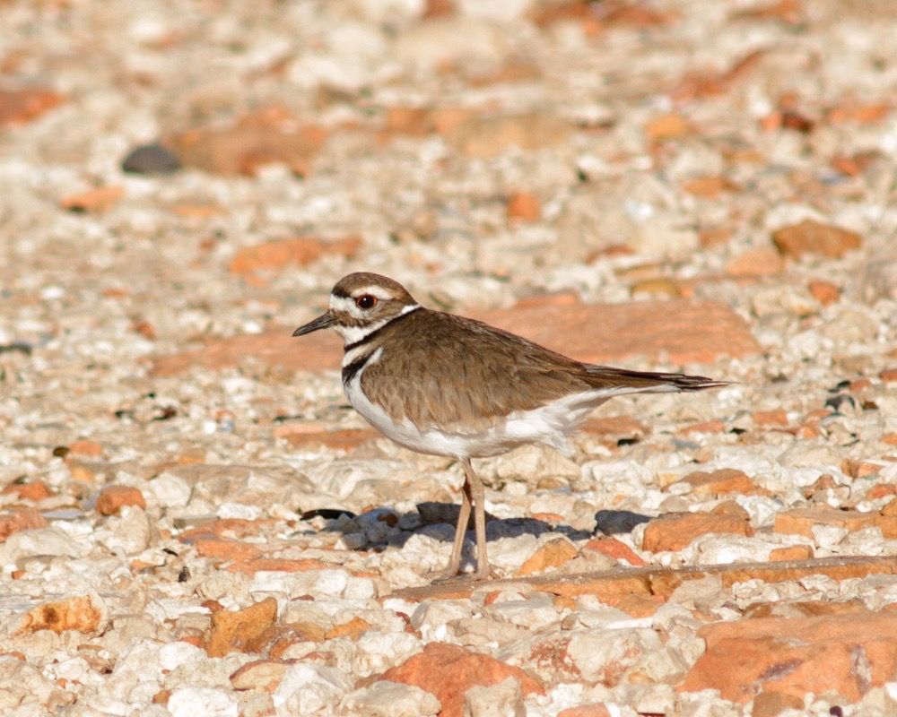 CAFE PROGRESO BEACH - Updated April 2024 - 30 Photos - Calle 29 114 ...