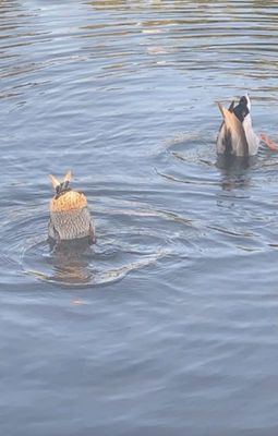 SETTLERS PARK - Updated July 2025 - 52 Photos & 32 Reviews - 3245 N ...