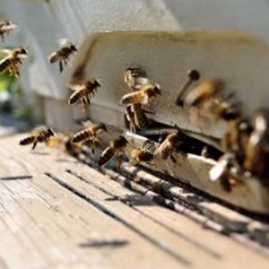 BUG-OUT SERVICE - Updated January 2025 - 24 Reviews - 1959 Kings Ave ...