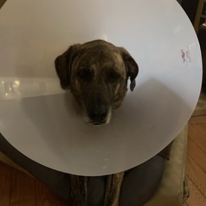 RYAN VETERINARY HOSPITAL - Updated June 2025 - 15 Photos & 193 Reviews ...