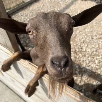 BOULDER RIDGE WILD ANIMAL PARK - Updated January 2026 - 156 Photos & 61 ...