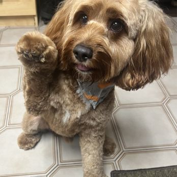 NY PUPPY CLUB - Updated December 2025 - 337 Photos & 341 Reviews - 191 ...