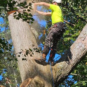MARYLAND TREE EXPERTS - Updated April 2025 - 73 Photos & 37 Reviews ...