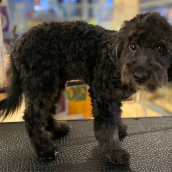 PERFECT PETS - Updated January 2026 - 68 Photos & 103 Reviews - 6840 S ...