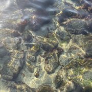 SHELL BEACH | 193 Photos & 38 Reviews - Coast Blvd, San Diego ...