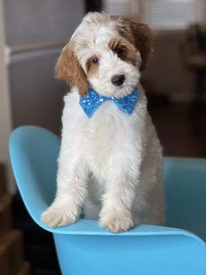 SNICKERSDOODLES - Updated October 2025 - 69 Photos & 37 Reviews - Weir ...