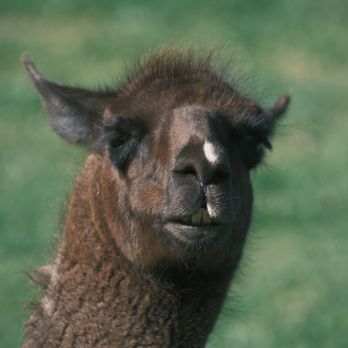 LAZY 5 RANCH - Updated May 2025 - 872 Photos & 294 Reviews - 15100 ...