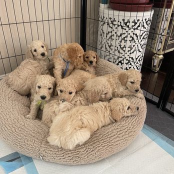 CALIFORNIA DOODLE RESCUE - Updated December 2025 - 81 Photos & 79 ...