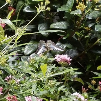 THE SMITHSONIAN BUTTERFLY HABITAT GARDEN - Updated December 2025 - 51 ...