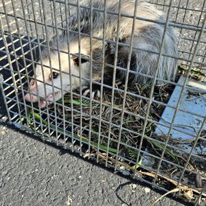 BUG SHARK - Updated September 2025 - 23 Reviews - 4710 Interstate Dr ...