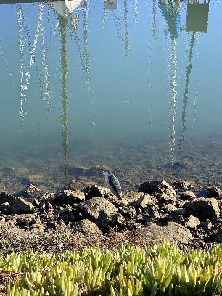 BALLENA BAY - Updated November 2024 - 22 Photos - Ballena Blvd, Alameda ...