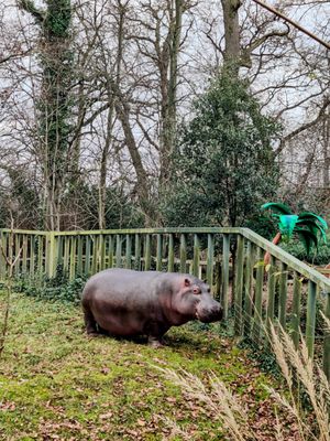 DUBLIN ZOO - Updated July 2025 - 325 Photos & 109 Reviews - Phoenix ...