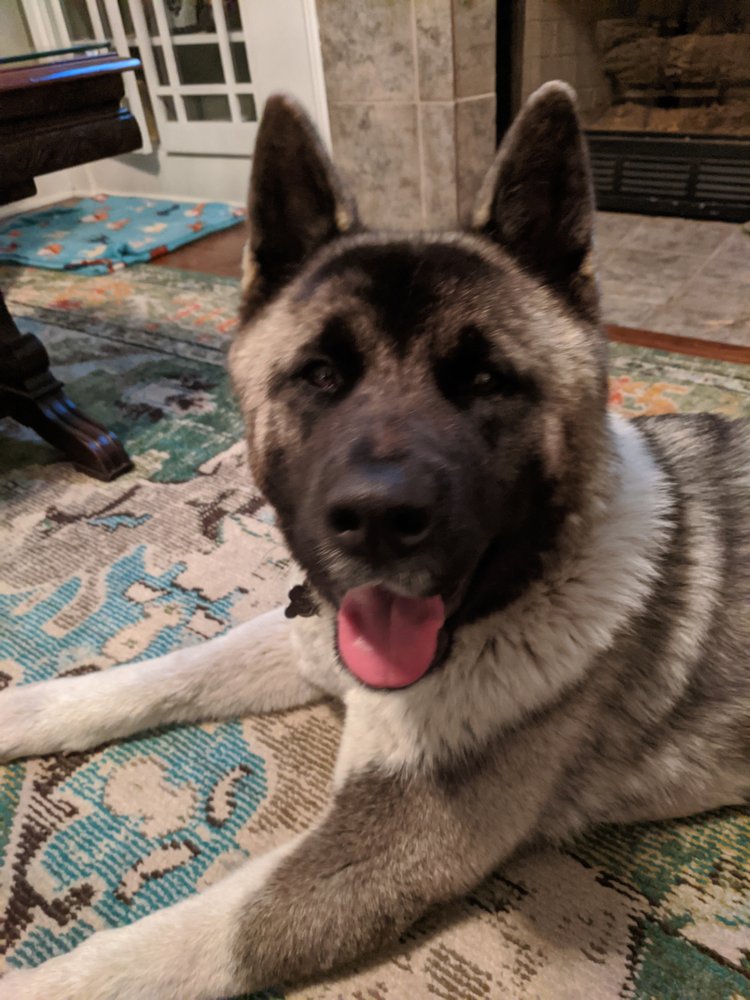 ROBIN ROY DOG TRAINING - 15 Photos & 23 Reviews - Oxnard, California ...