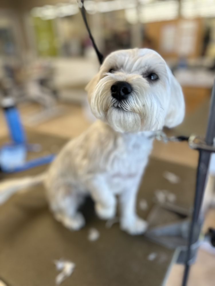 WOOF & WASH - Updated June 2024 - Request an Appointment - 12 Photos ...