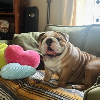 LOMA LINDA ANIMAL HOSPITAL - Updated September 2025 - 256 Photos & 891 ...