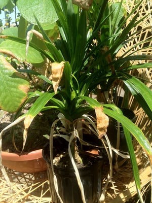 TROPICA MANGO RARE AND EXOTIC TROPICAL FRUIT TREE NURSERY | 17 Photos ...