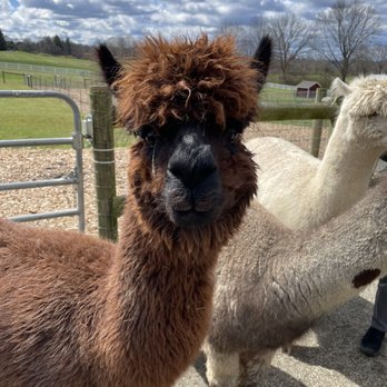 BLUEBIRD FARM ALPACAS - Updated September 2024 - 340 Photos & 48 ...