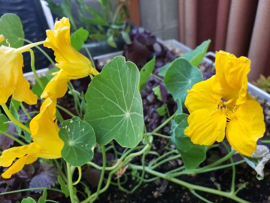 NOBLE ROT - 657 Photos & 667 Reviews - Wine Bars - 1111 E Burnside St ...