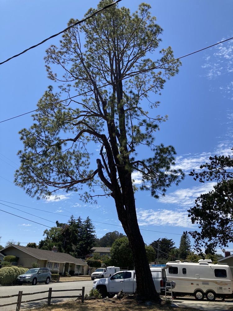 PACIFIC COAST TREE SERVICE - Updated July 2025 - 35 Photos & 38 Reviews ...
