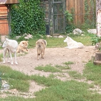 INTERNATIONAL WOLF CENTER - Updated October 2025 - 79 Photos & 33 ...