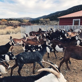 ANGELES CREST CREAMERY - Updated December 2025 - 54 Photos & 14 Reviews ...