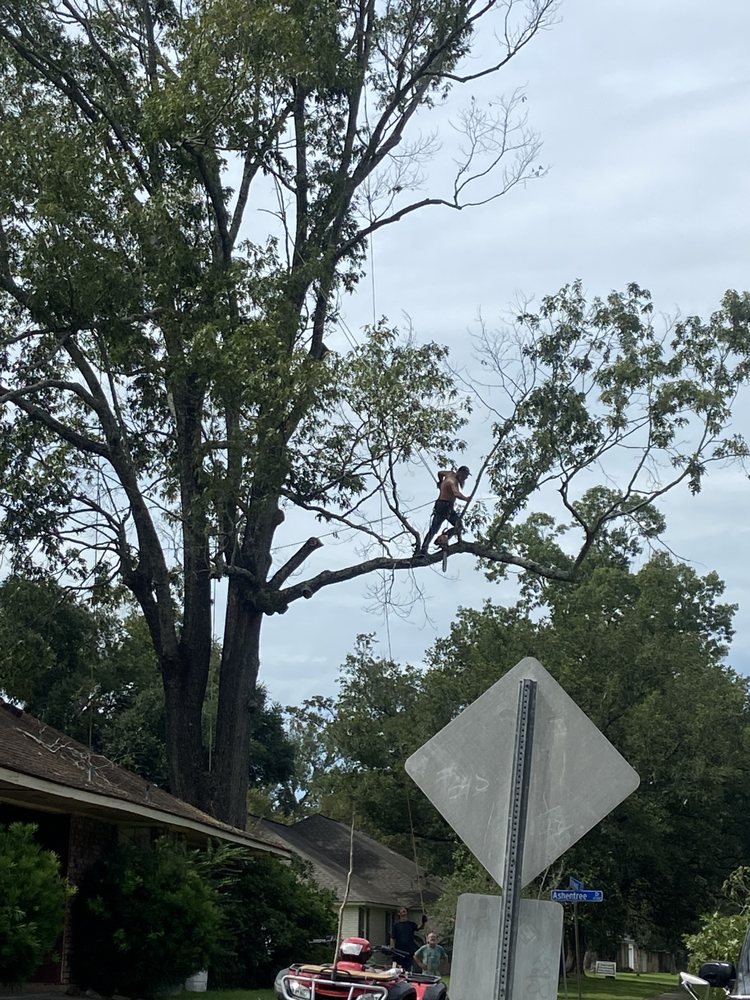 TODD THE TREEMAN - Updated December 2025 - Baton Rouge, Louisiana ...