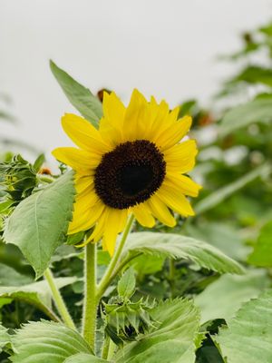 ATKINSON FARM - Updated December 2025 - 167 Photos & 74 Reviews - 3217 ...