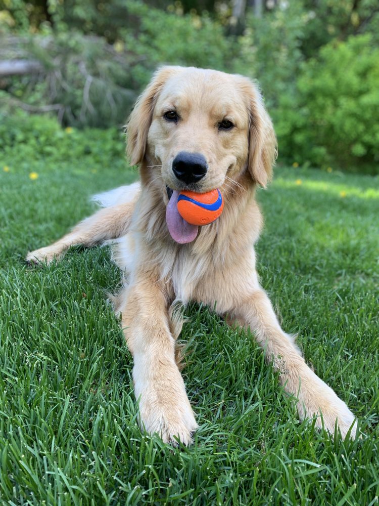 WHISTLER DOG SITTING - Updated April 2024 - 14 Photos & 10 Reviews ...