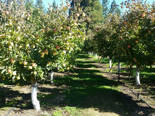 Fieldbrook Valley Apple Farms - Trusted Since 1969 - Updated July 2025 ...