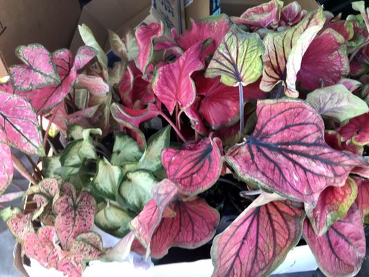THE CALADIUM FESTIVAL - Updated August 2025 - 113 E Interlake Blvd ...