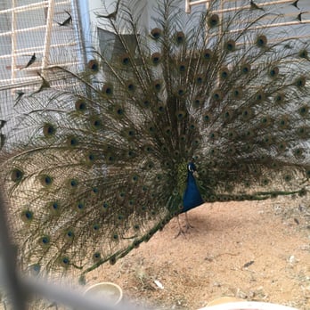 MAGNOLIA BIRD FARM - Updated August 2024 - 134 Photos & 177 Reviews ...