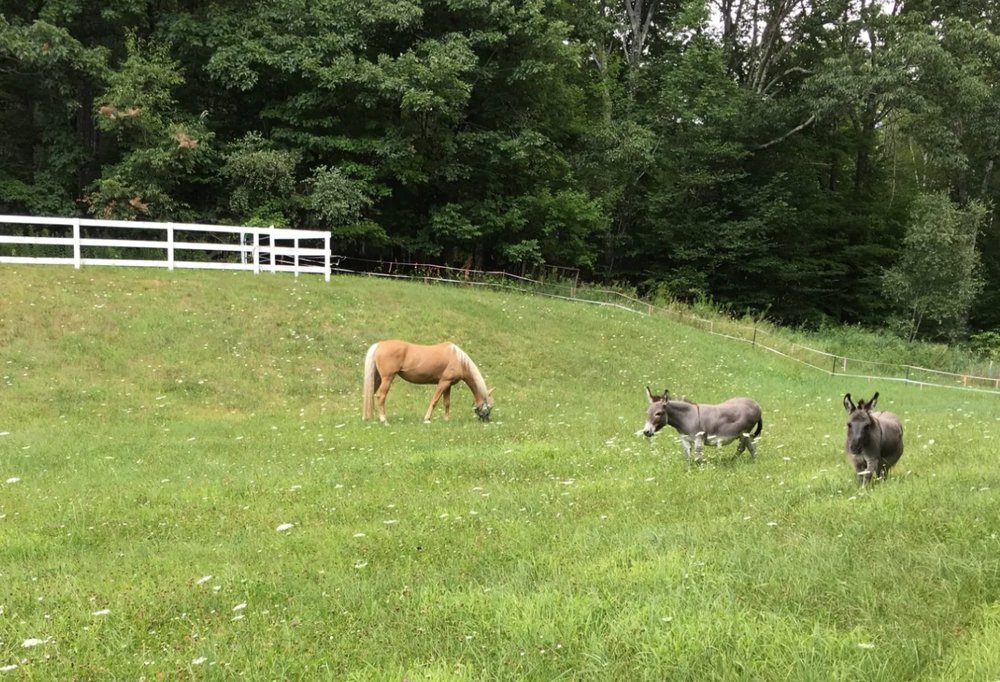 HAMPSHIRE PEST CONTROL - Updated August 2025 - 516 Jenness Pond Rd ...