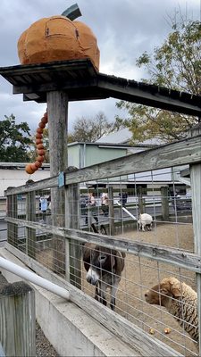 MERRYMEAD FARM - 164 Photos & 183 Reviews - 2222 S Valley Forge Rd ...