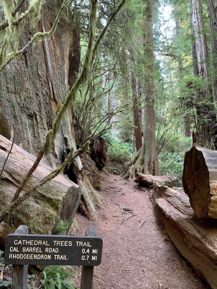 CATHEDRAL TREES TRAIL - Updated January 2025 - 20 Photos - 127011 ...