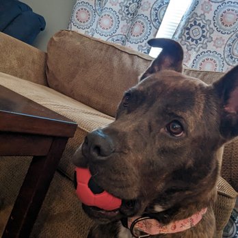 THE K9 COMMANDER - Updated January 2026 - 53 Photos - Youngsville ...