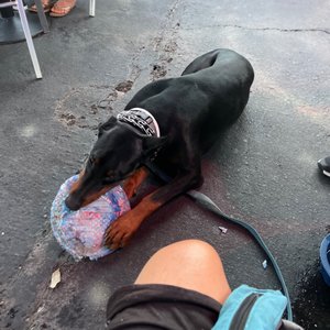 VIP NIGHTCLUB & RESTAURANT - 98 Photos & 167 Reviews - 3673 Merrill Ave ...