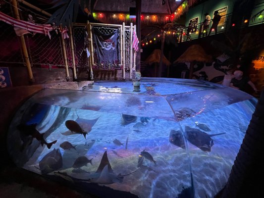 SEA LIFE GRAPEVINE AQUARIUM - 389 Photos & 223 Reviews - Aquariums ...