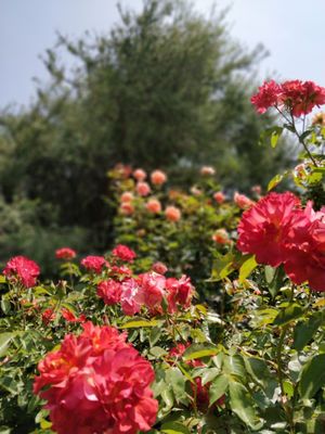 UCR BOTANIC GARDENS - 584 Photos & 120 Reviews - 1 Botanic Gardens Dr ...