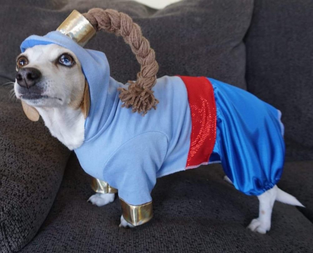 KARI’S FANCY PUPS | 13 Photos - 1647 California St, Eureka, California ...