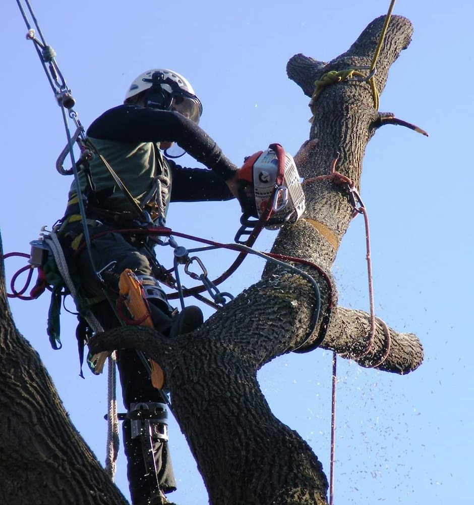 A&M TREE SERVICE - Updated May 2024 - Slidell, Louisiana - Tree ...