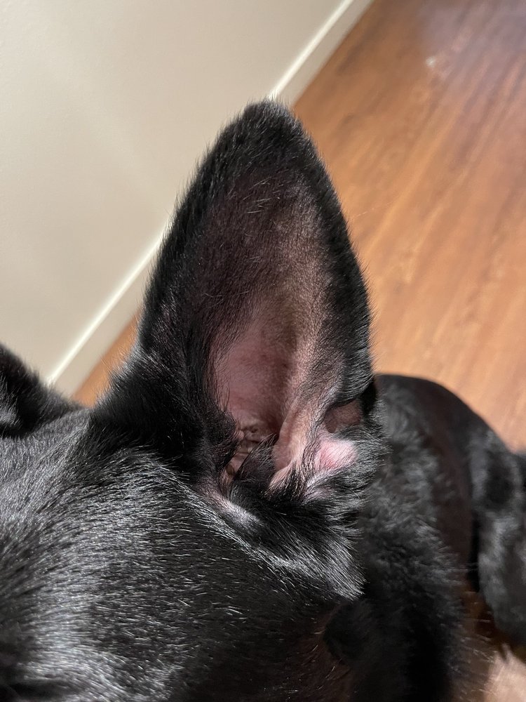 LEXIDOG BOUTIQUE & SOCIAL CLUB - Updated November 2025 - 15 Photos & 43 ...