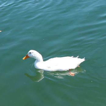 SHADOW CLIFFS REGIONAL RECREATION AREA - Updated May 2025 - 257 Photos ...