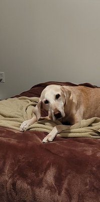 TIGARD ANIMAL HOSPITAL - Updated March 2025 - 21 Photos & 145 Reviews ...