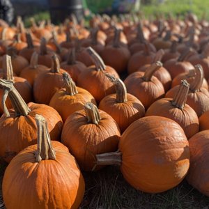 WILKENS FRUIT AND FIR FARM - Updated October 2025 - 360 Photos & 196 ...