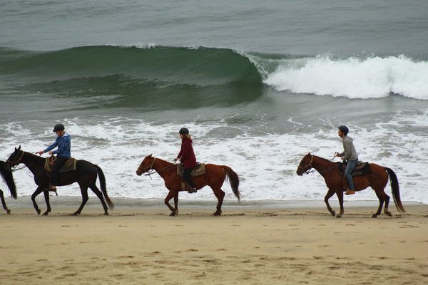 SEA HORSE RANCH - 204 Photos & 509 Reviews - Horseback Riding - 1828 ...