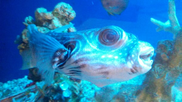 GAME CRAZE - Updated December 2025 - 1751 East Ave, Rochester, New York ...