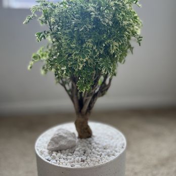 NAMOO PLANT SHOP - Updated May 2026 - 92 Photos & 16 Reviews - 15010 ...