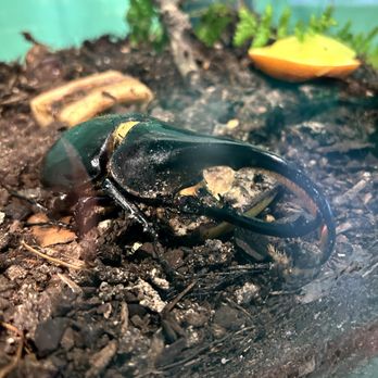 AUDUBON INSECTARIUM - Updated August 2025 - 88 Photos & 14 Reviews - 1 ...