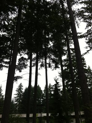 LACEY TIMBERLAND LIBRARY - Updated November 2025 - 25 Photos & 20 ...