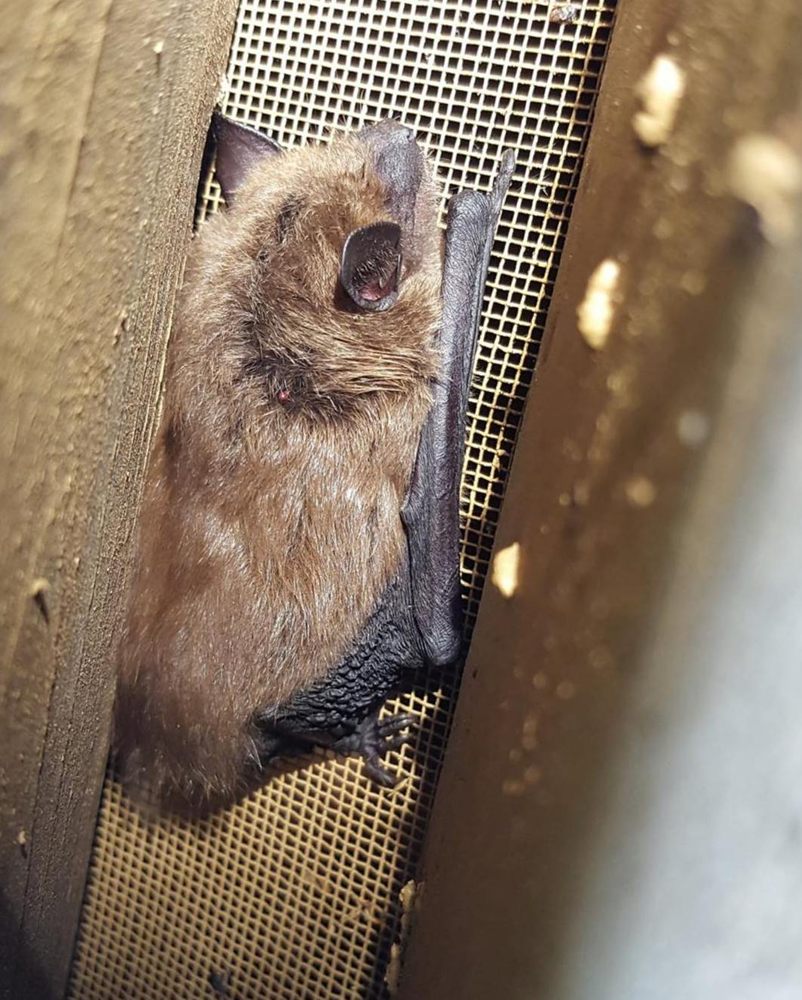 CHICAGO ANIMAL EXTERMINATOR - Updated August 2024 - 19 Photos - 4711 N ...